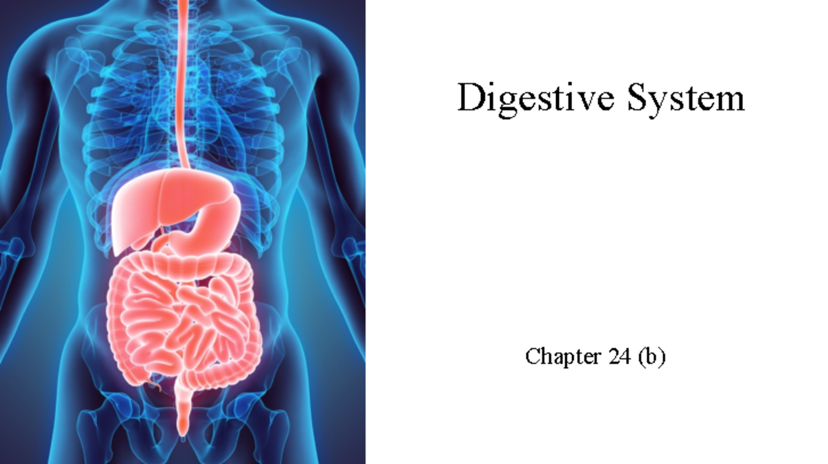 15 ch24 Digestive 2 - Digestive System Chapter 24 (b) 1) Oral cavity ...