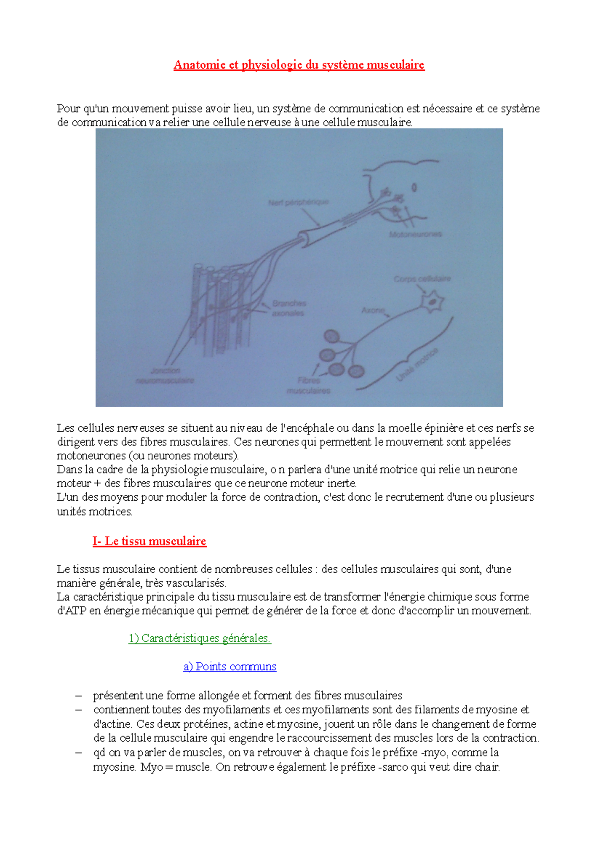 1- Le système musculaire - Anatomie et physiologie du système ...
