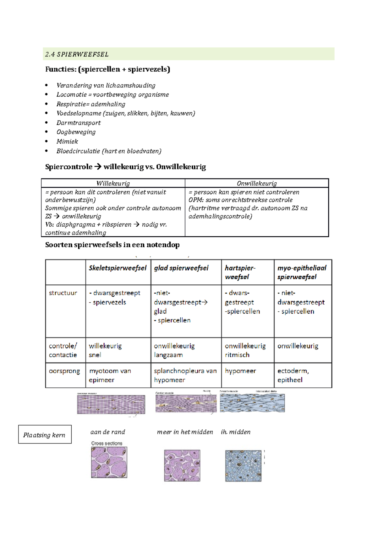 Spierweefsel - 2 SPIERWEEFSEL Functies: (spiercellen + spiervezels ...
