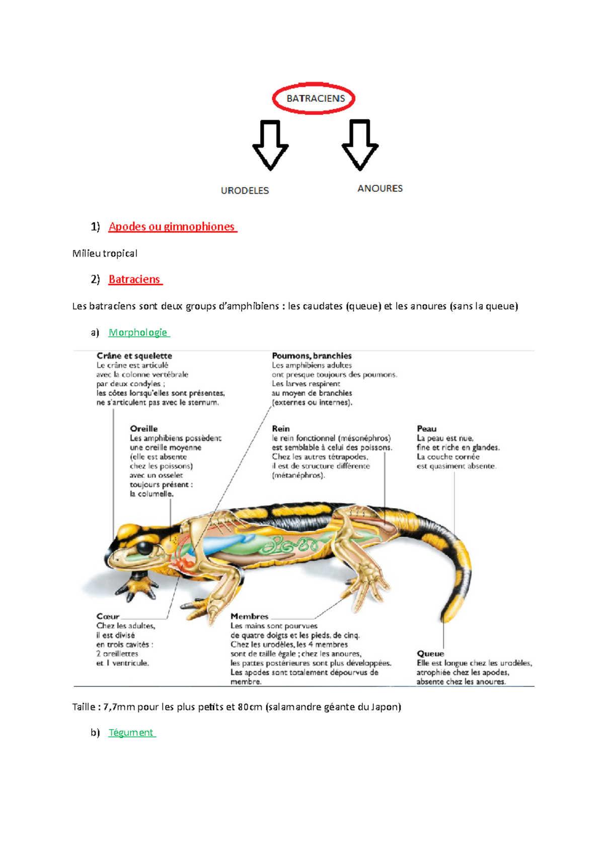 Ba amphibiens - 1) Apodes ou gimnophiones Milieu tropical 2) Batraciens ...