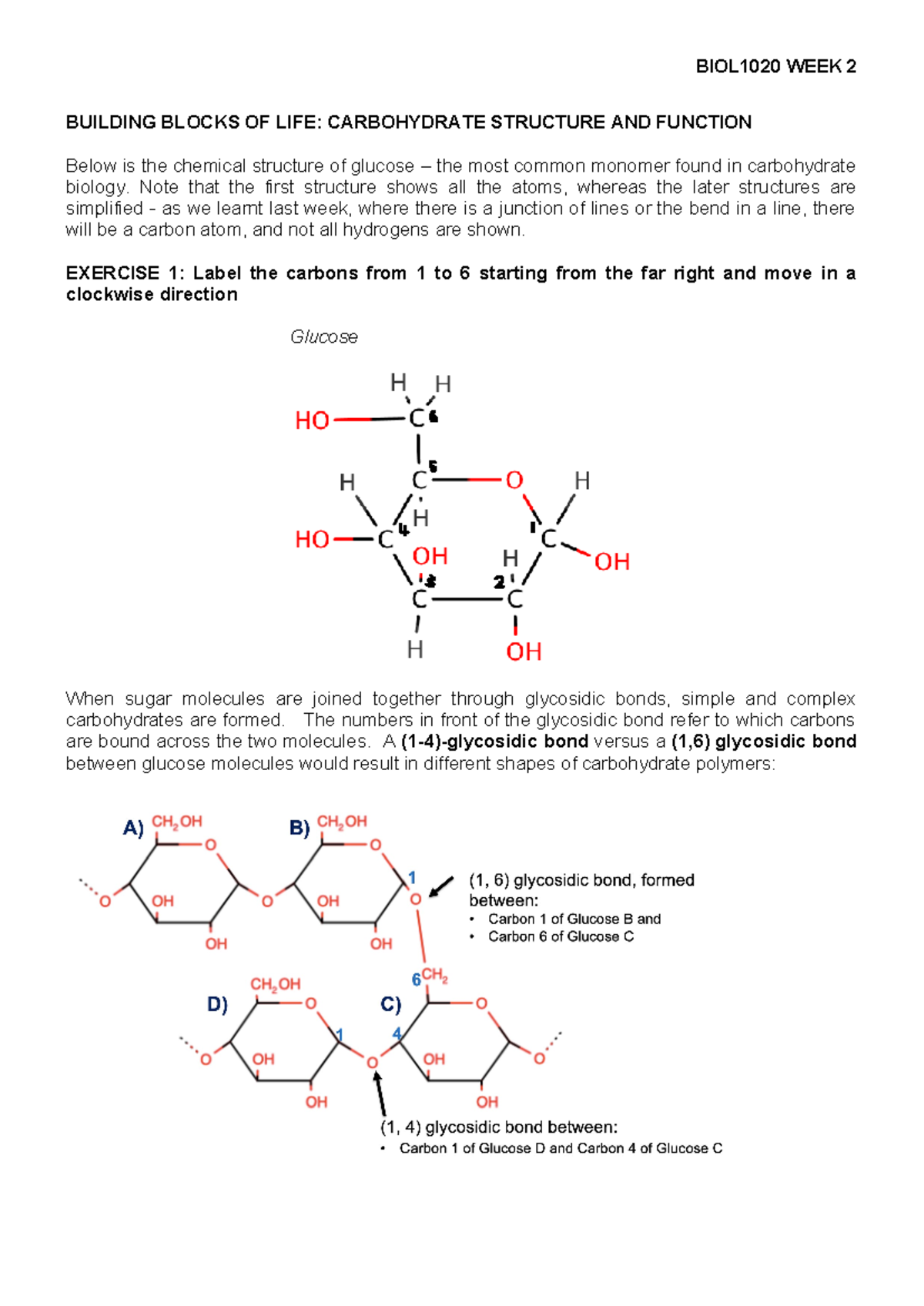2024s2-BIOL1020 week2-tutorial - BUILDING BLOCKS OF LIFE: CARBOHYDRATE ...