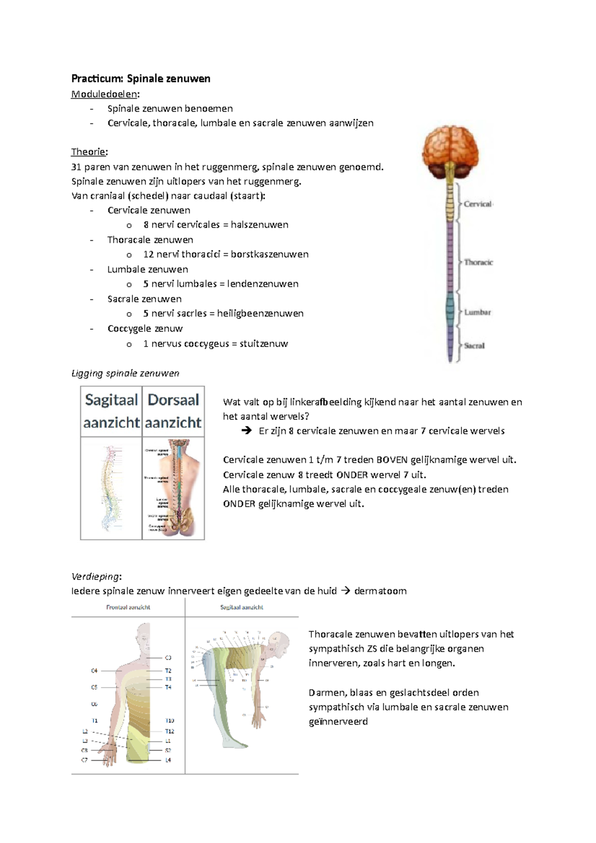 Spinale zenuwen - Spinale zenuwen zijn uitlopers van het ruggenmerg ...