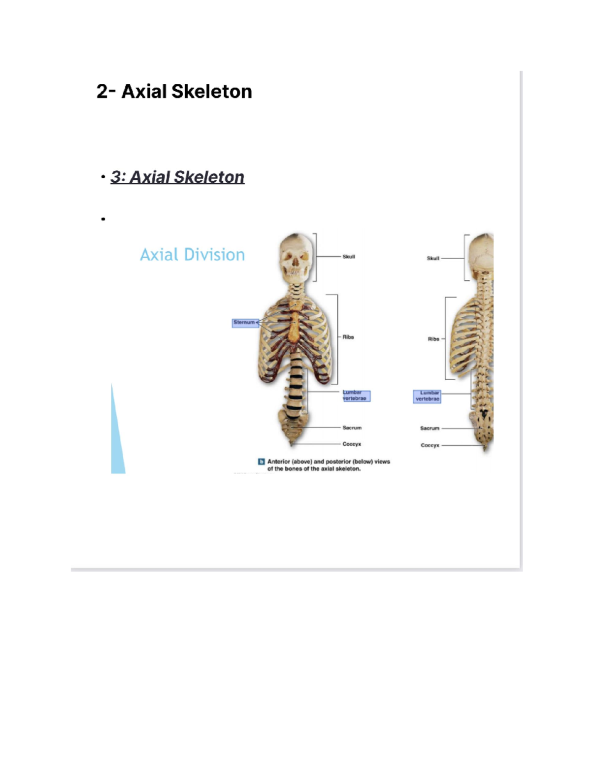 Unit 2: Anatomy of Axial Skeleton Notes - BIOL 260 - Studocu