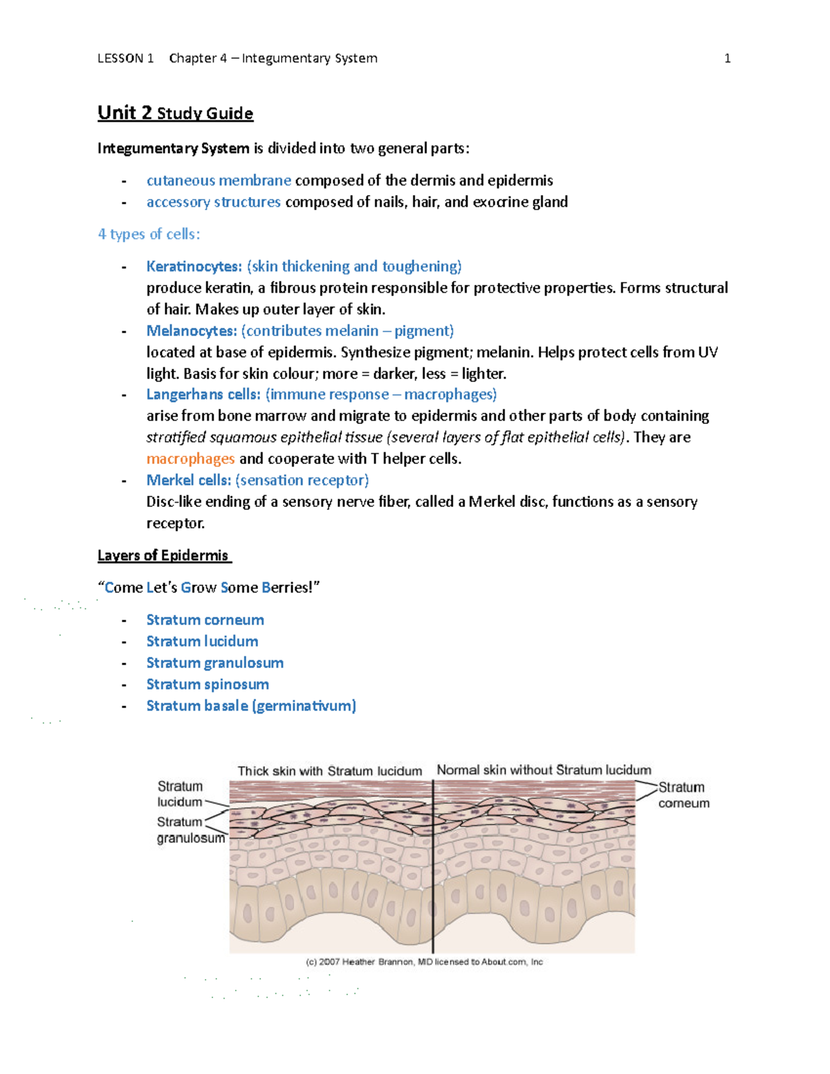 Unit 2.1 (Integumentary System) - Unit 2 Study Guide Integumentary ...