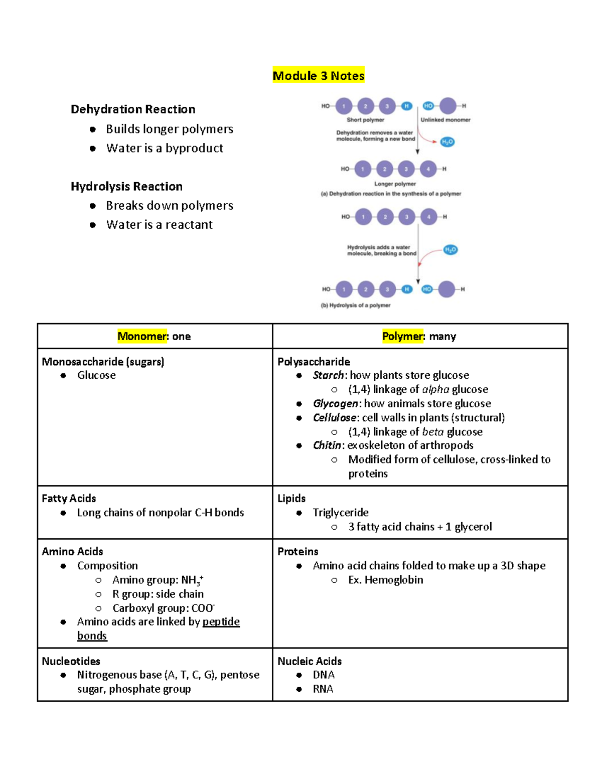 Module 3 notes - Module 3 Notes Dehydration Reaction ï Builds longer ...