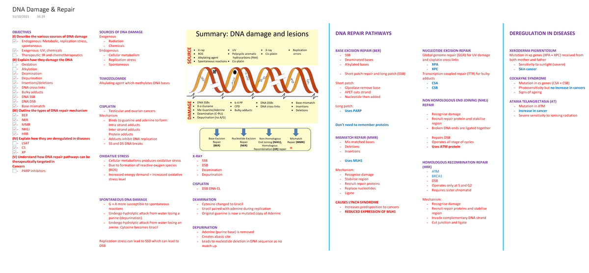 DNA Damage & Repair - OBJECTIVES (I) Describe the various sources of ...