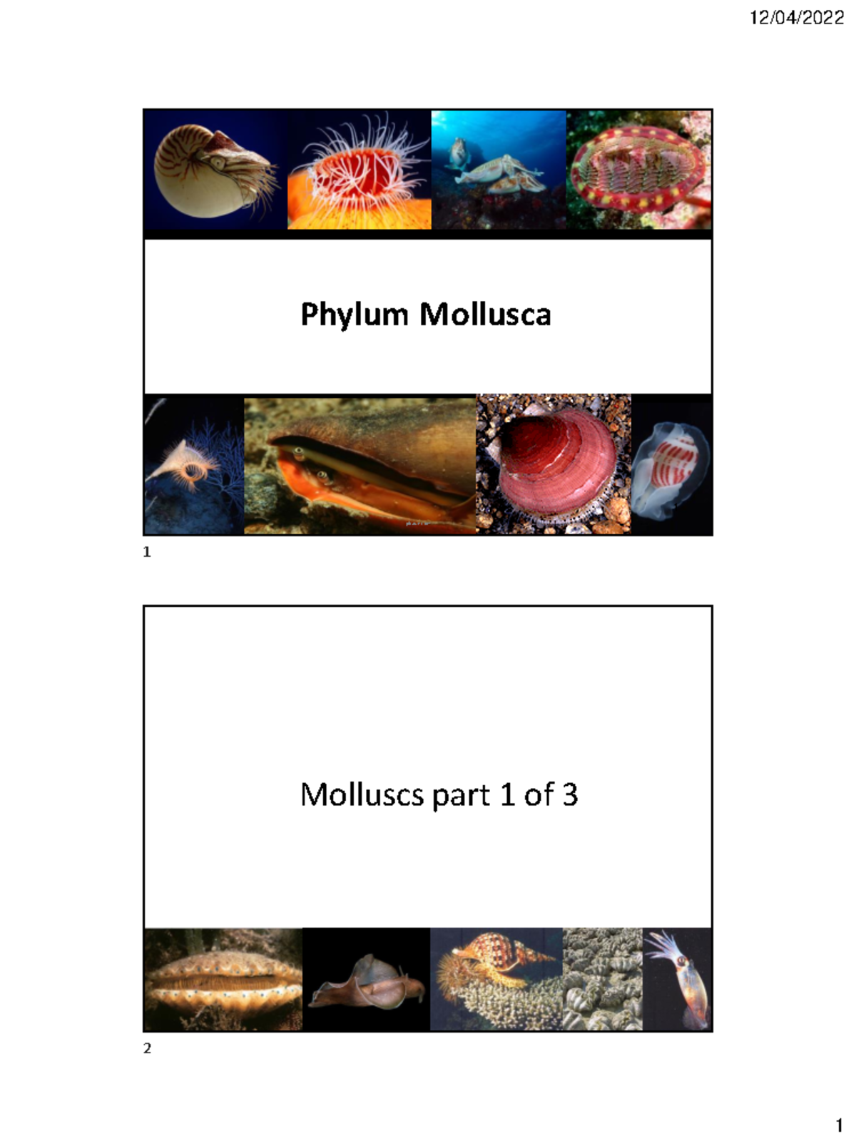 Molluscs (MK) - 2022-Master - Phylum Mollusca Animal tree of life 3 ...