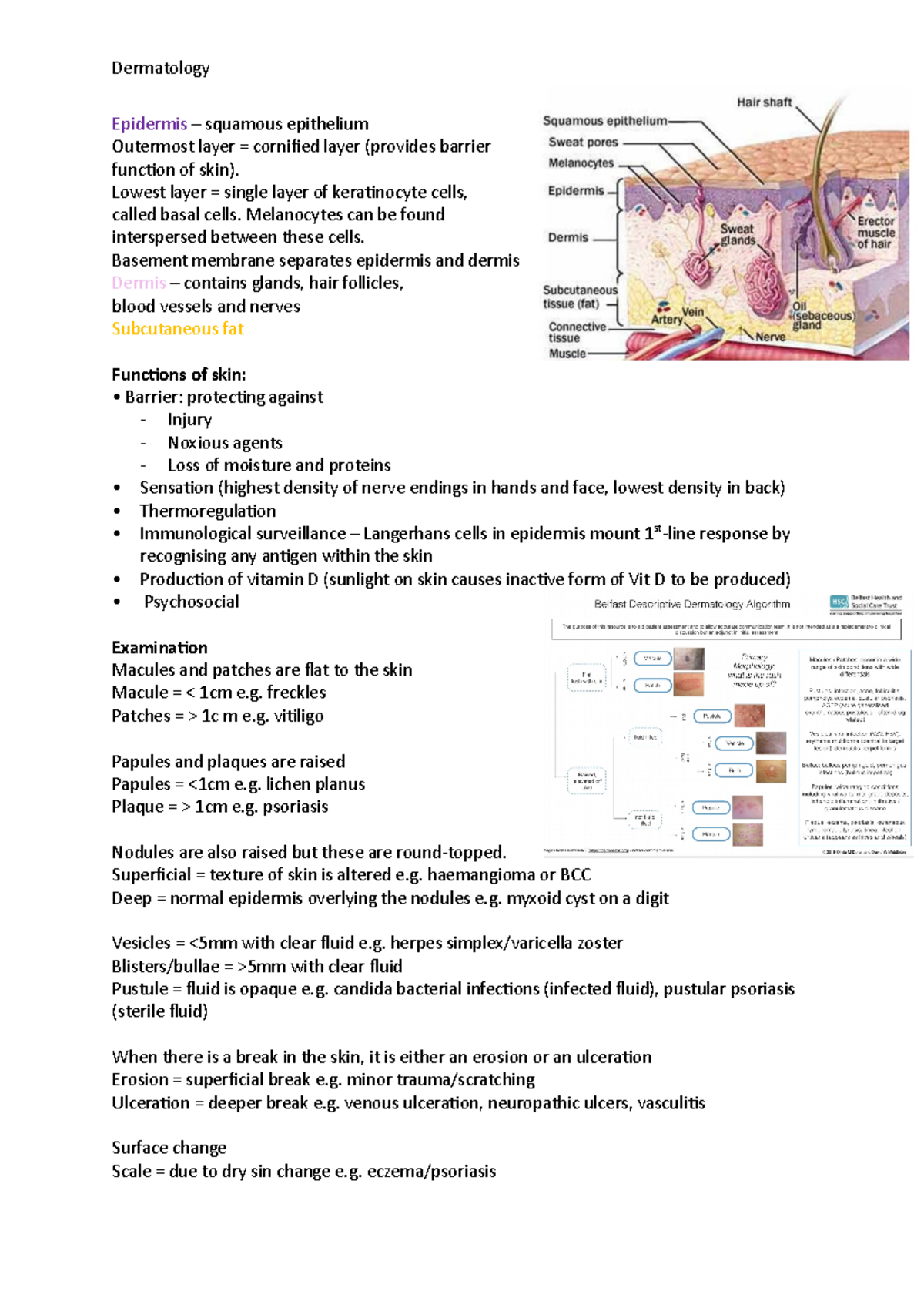 Dermatology Notes - Epidermis – squamous epithelium Outermost layer ...