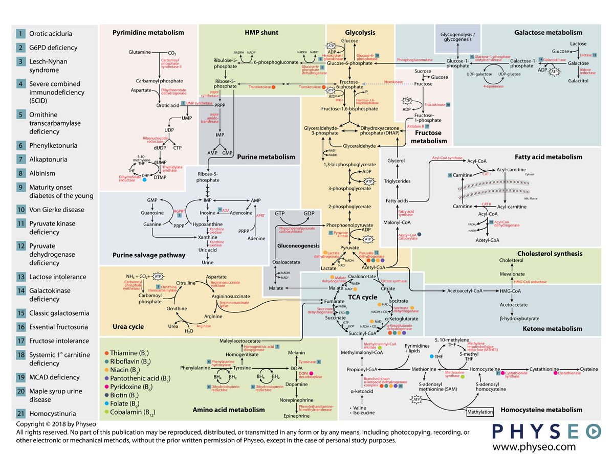 Biochem Map - NAD+ NAD+ NADH + CO 2 NADH + CO 2 NAD+ NADH NAD+ NADH GTP ...