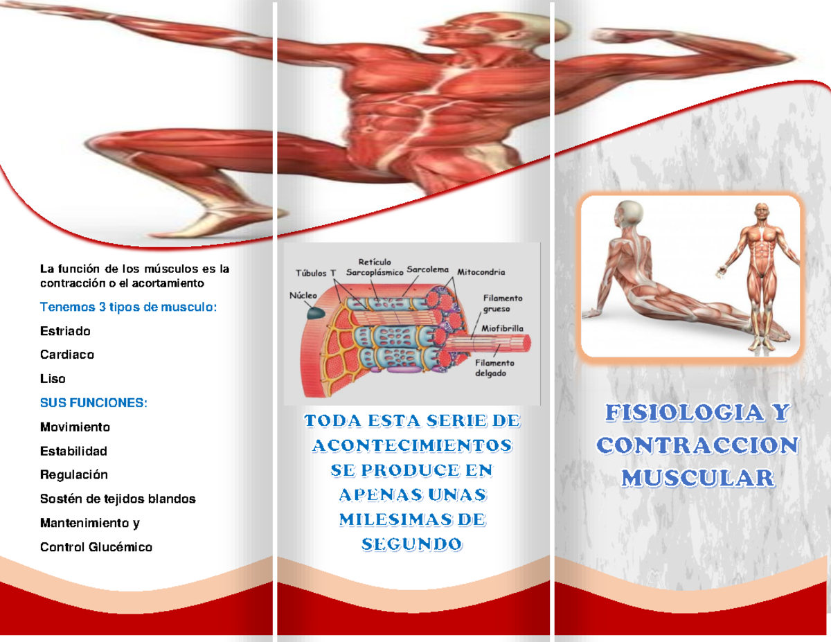 Tríptico función de los músculos músculos que, por que, y para que ...