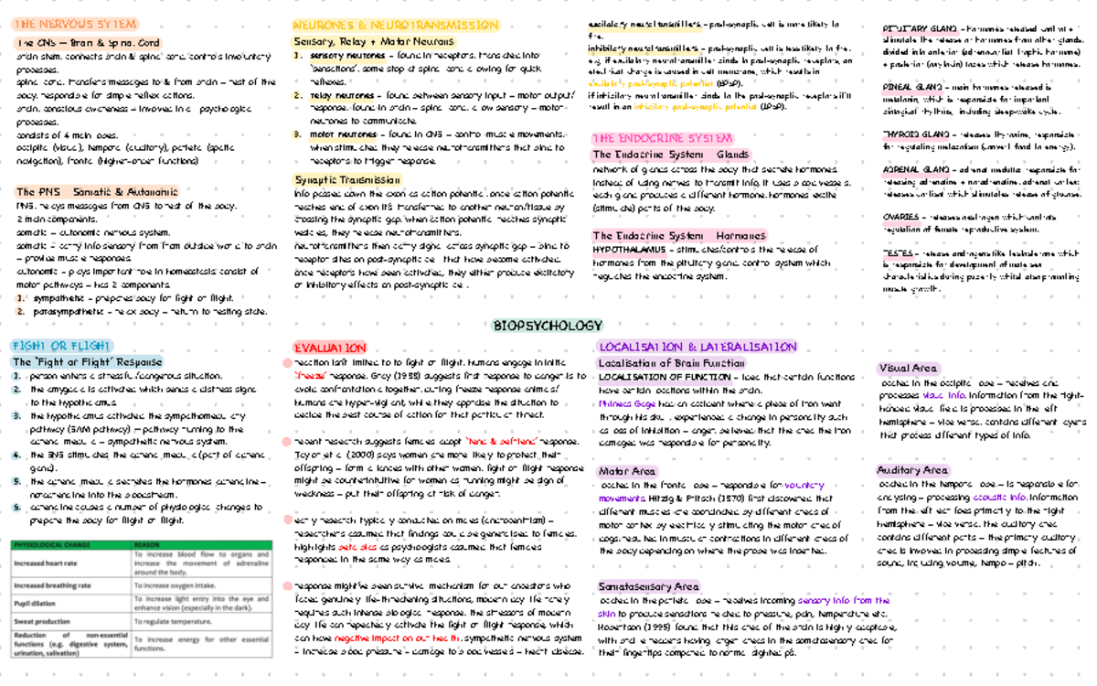 Biopsychology - BIOPSYCHOLOGY THE NERVOUS SYTEM The CNS — Brain ...