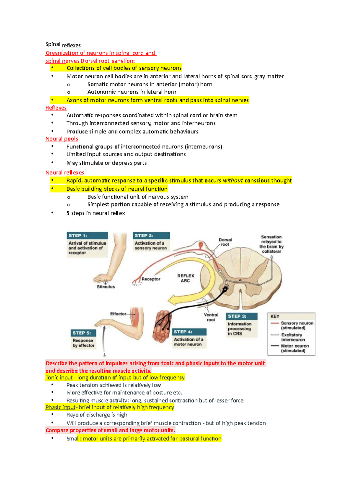 3 - Lecture notes 3 - Spinal reflexes Organization of neurons in spinal ...