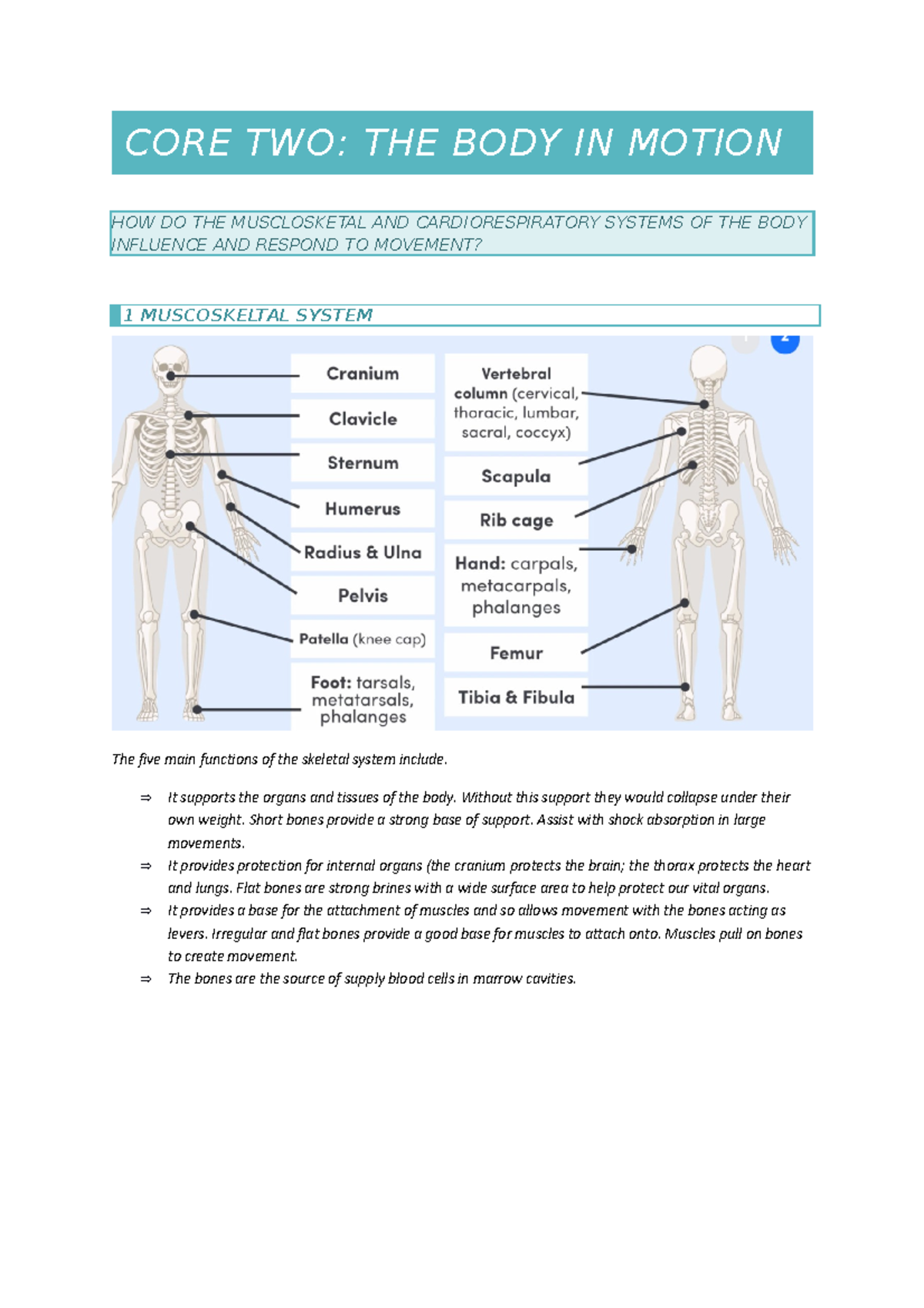 The Body in Motion: Musculoskeletal and Cardiorespiratory Systems - Studocu