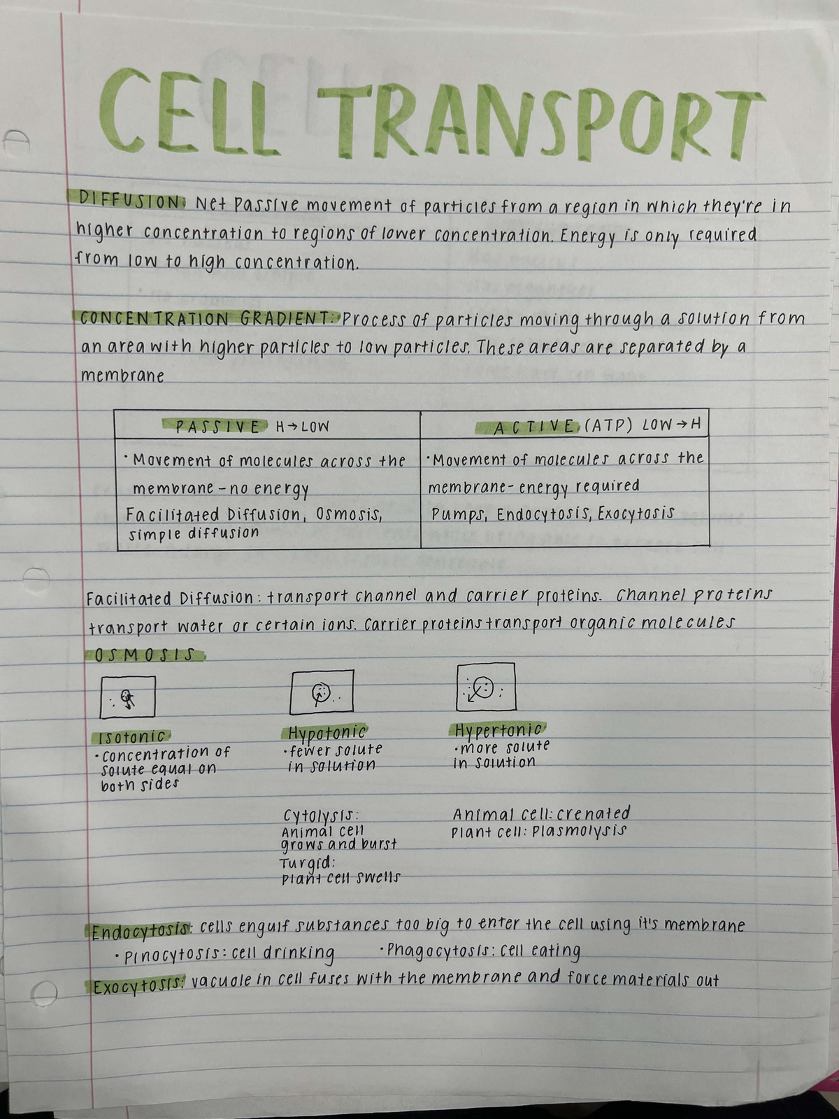 Cell Transport - Honors Biology - 2233 - StuDocu