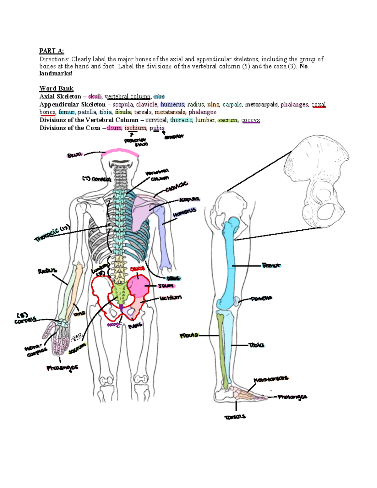 Lab 2 WS - Human Skeletal System labeled for the First Major Quiz at ...