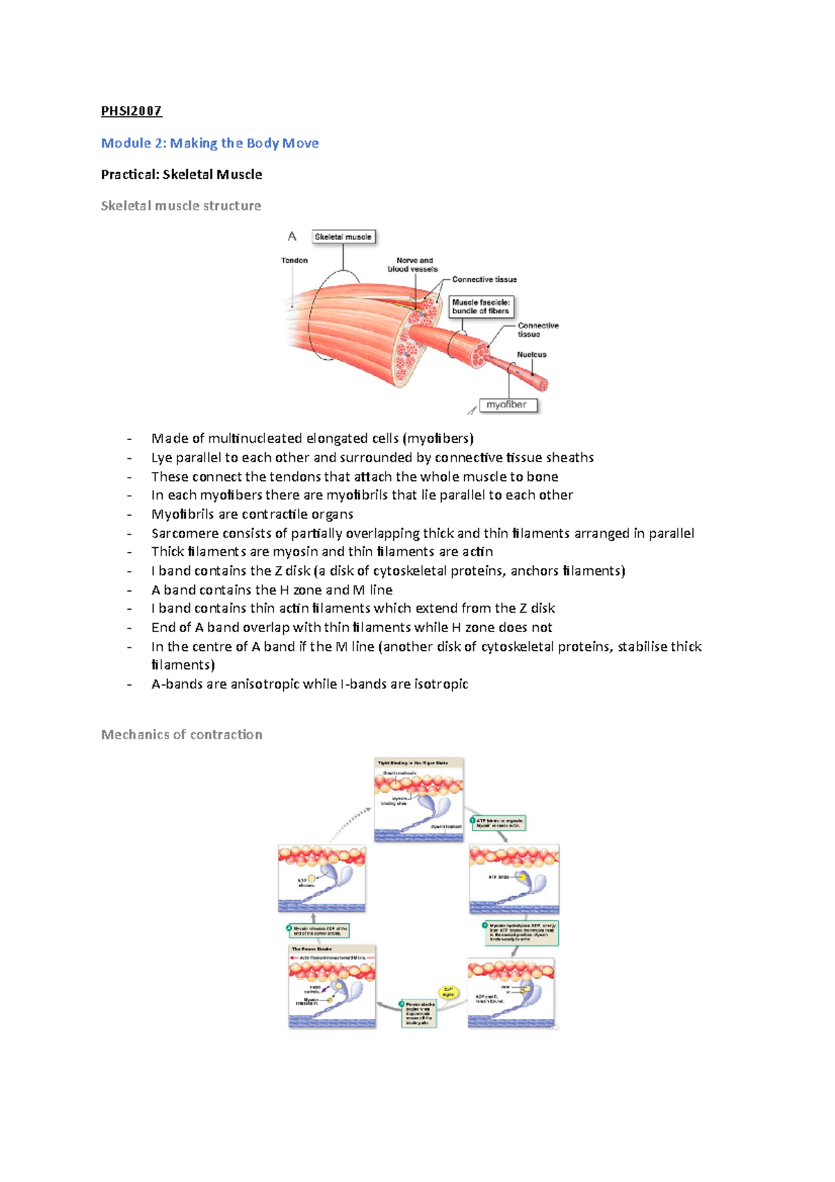 PHSI2007 Module 2 (Skeletal Muscle) Practical Notes - PHSI Module 2 ...