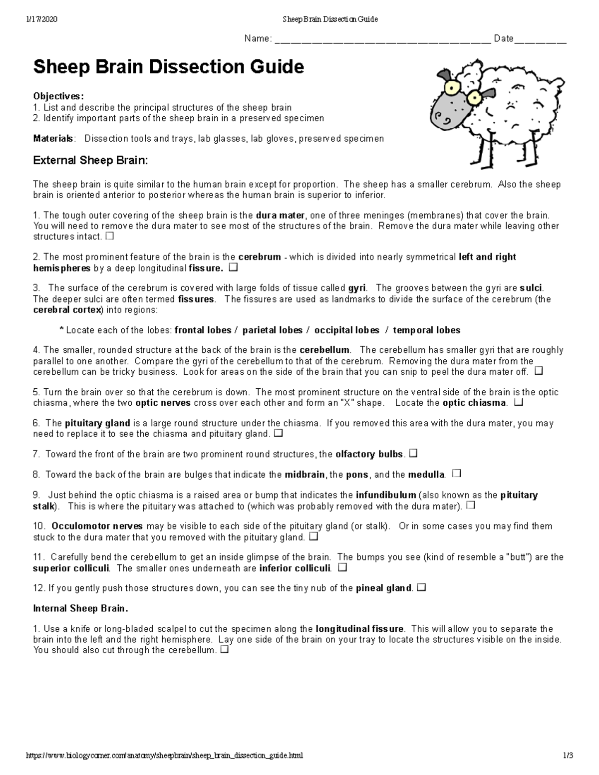 Sheep Brain Dissection Guide - 1/17/2020 Sheep Brain Dissection Guide ...