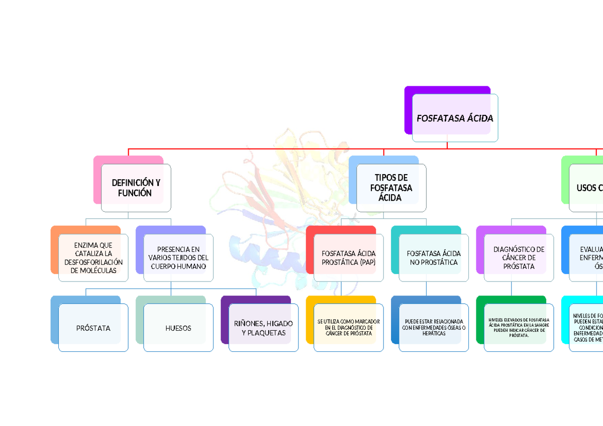 Fosfatasa Acida - FOSFATASA ÁCIDA DEFINICIÓN Y FUNCIÓN ENZIMA QUE ...