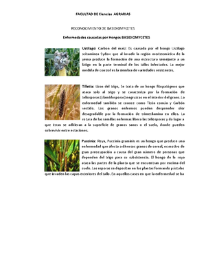Infografía Oomicetos - Fitopatologia General - Studocu