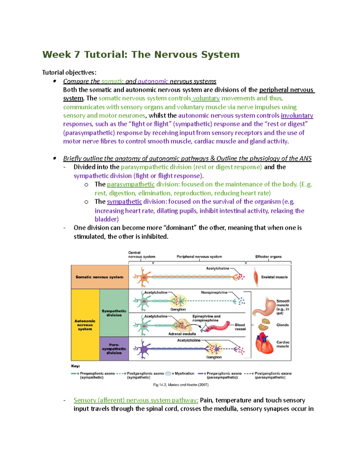 Week 7 - The Nervous System Tutorial Notes - Week 7 Tutorial: The ...