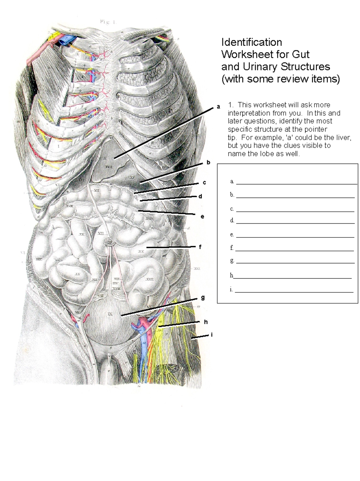Digestive Tract and Kidneys Worksheet - Identification Worksheet for ...
