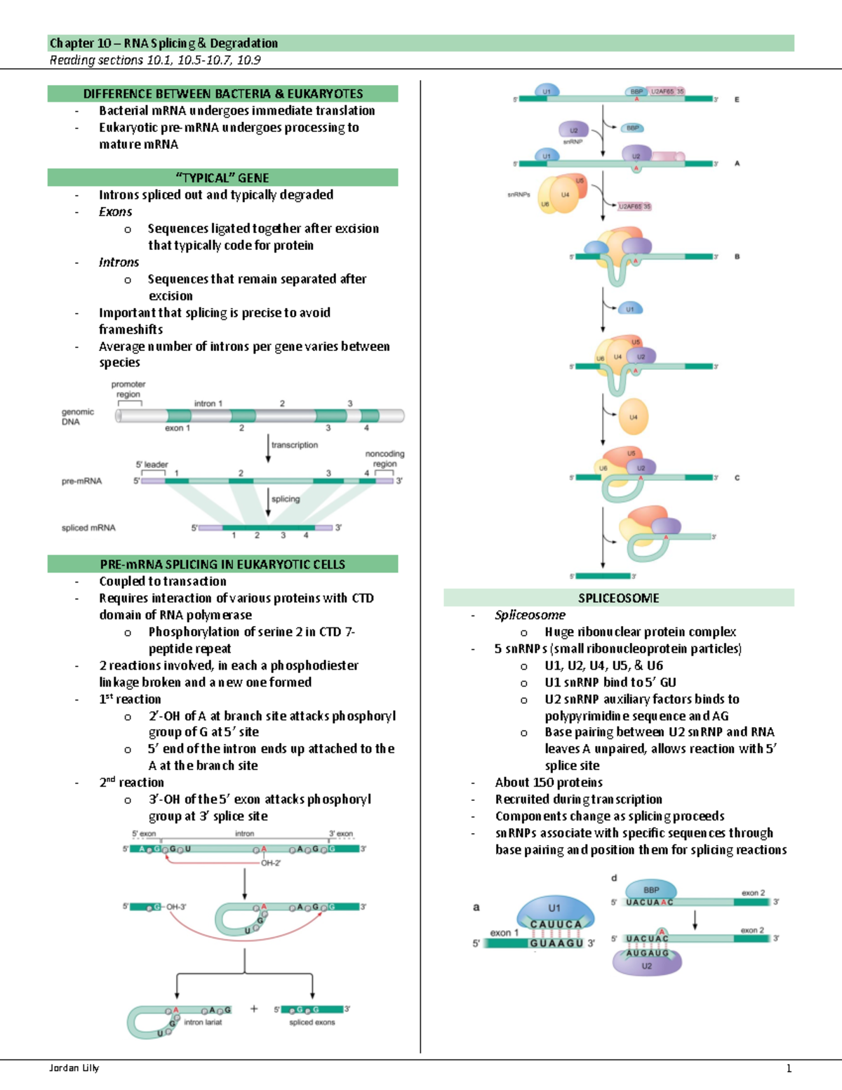 Molecular Biology Chapter 10 Exam 3 - Reading sections 10, 10.5-10, 10 ...