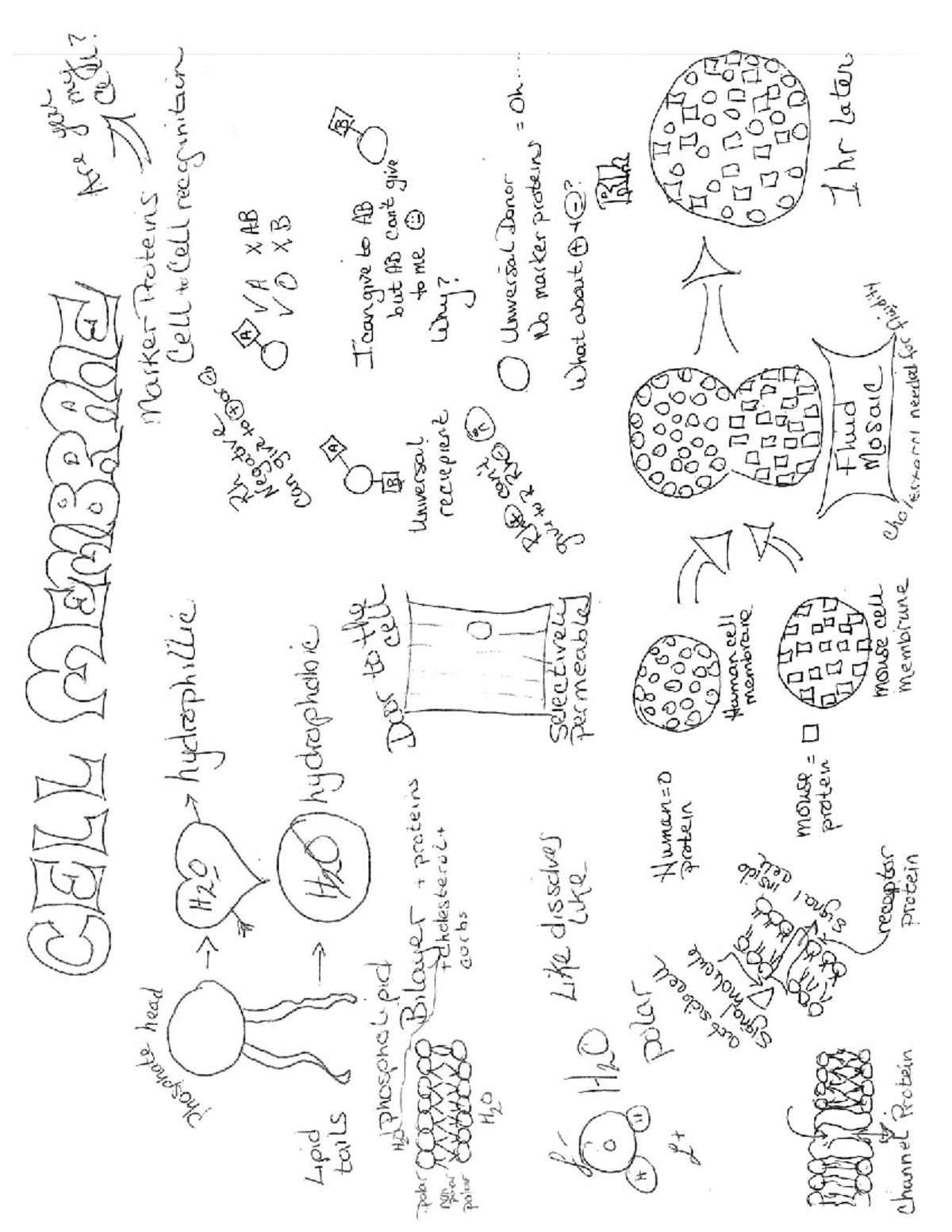 Copy of Sketchnotes - Membrane by Jamie Krause Matteson - CELL MEMBRANE ...