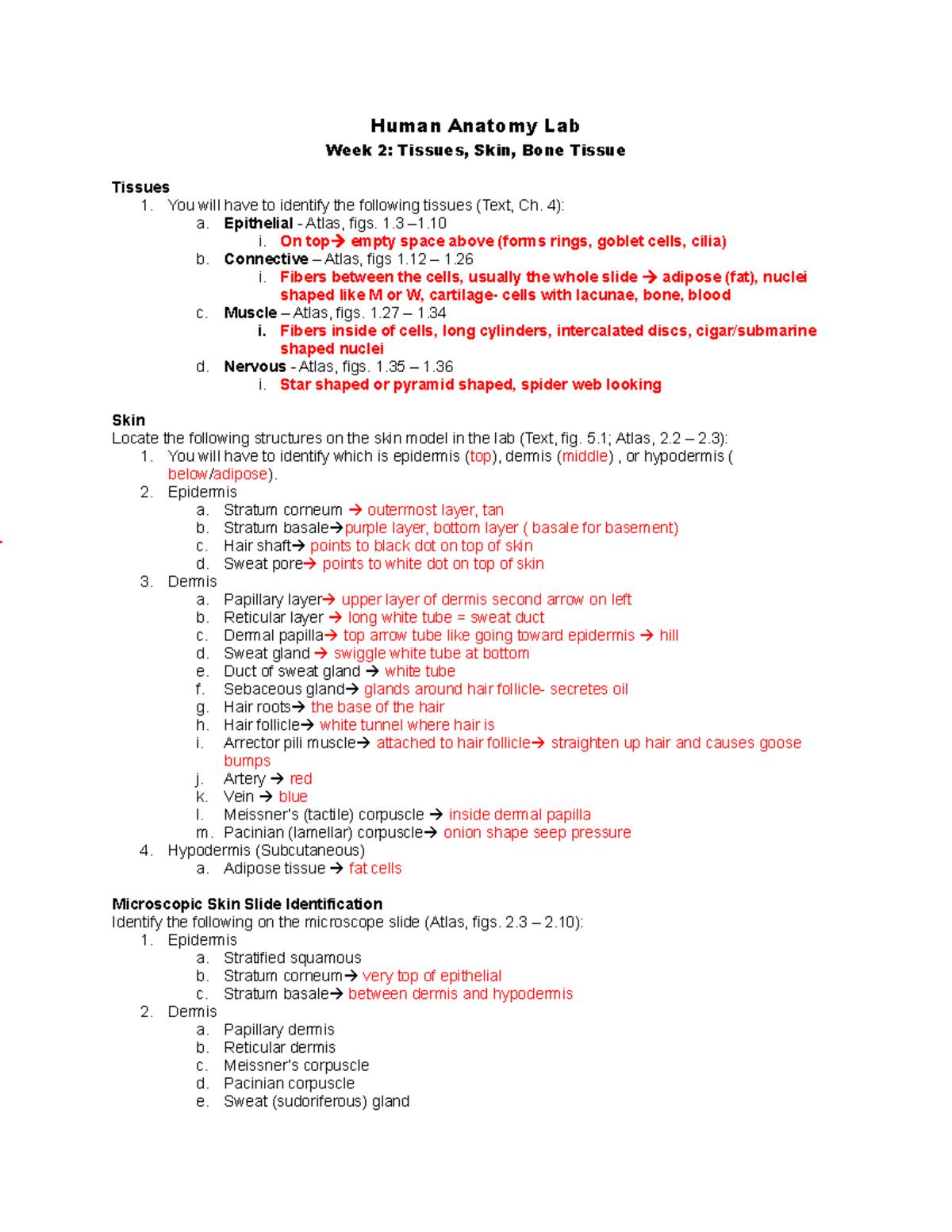 Lab 2 Outline Tissues, Skin, Bone Tissue Updated 0821 - Human Anatomy Lab Week 2: Tissues, Skin ...