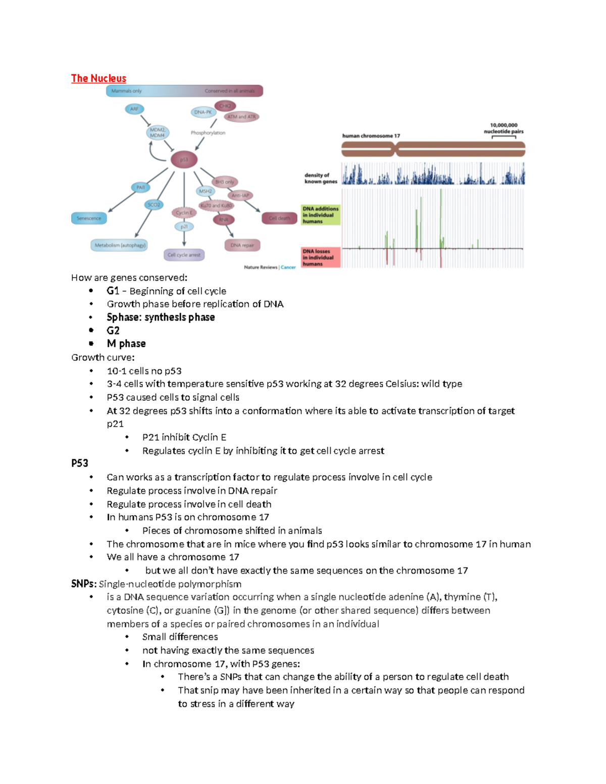 Study notes or Guide for exam 2 - The Nucleus How are genes conserved ...