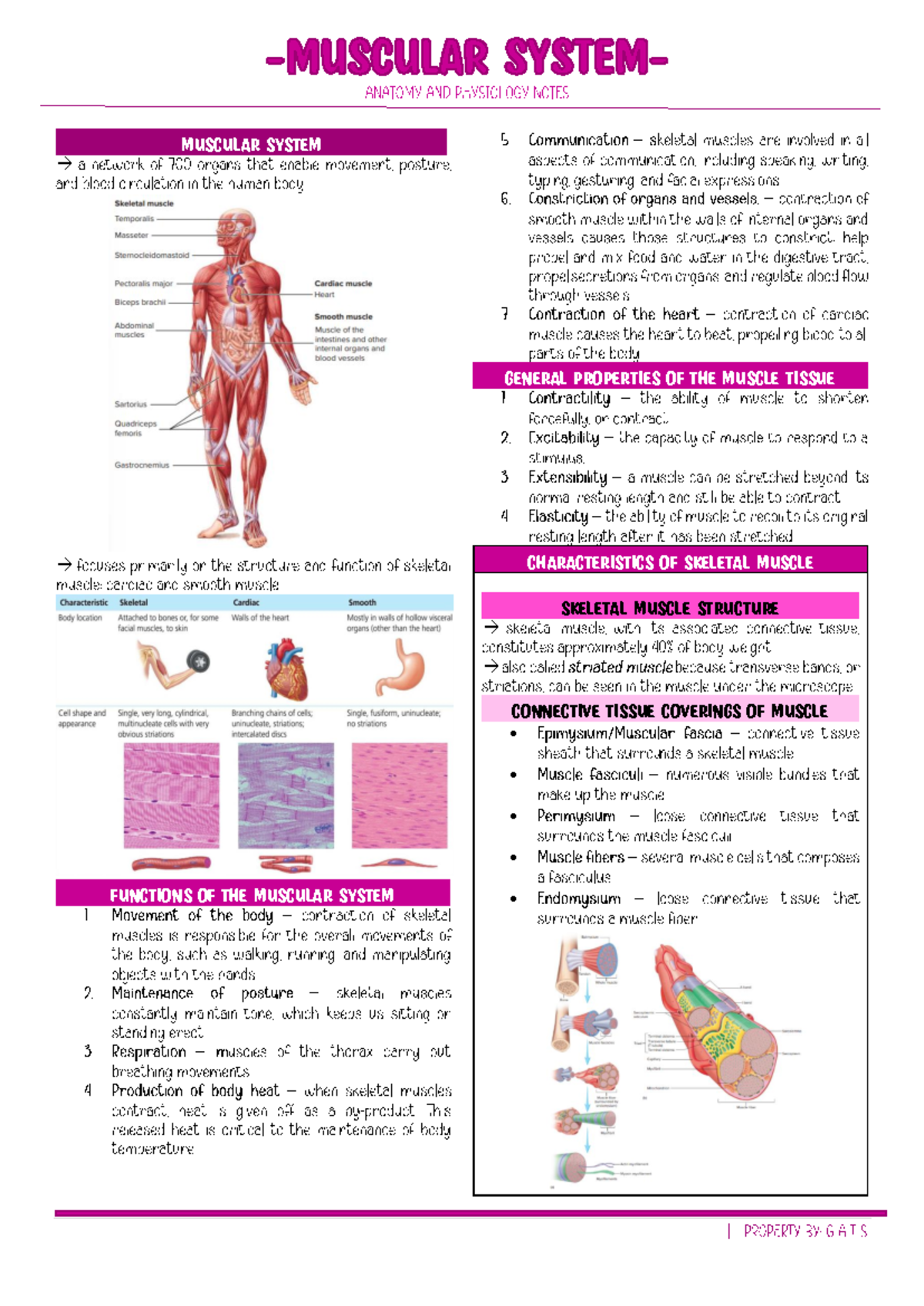 Muscular system - lecture notes - MUSCULAR SYSTEM → → FUNCTIONS OF THE ...