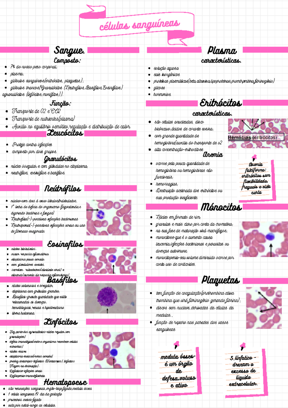 Resumo - histologia - Sangue. Plasma Eritrócitos Leucócitos Neútrófilos Eosinofilos Basófilos ...
