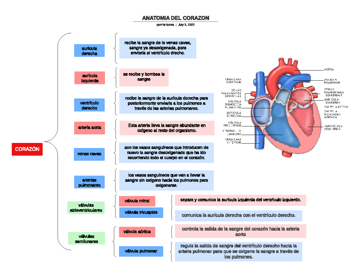Cuadro sinóptico - fisio - CORAZÓN ventrículo derecho aurícula izquierda aurícula derecha recibe ...