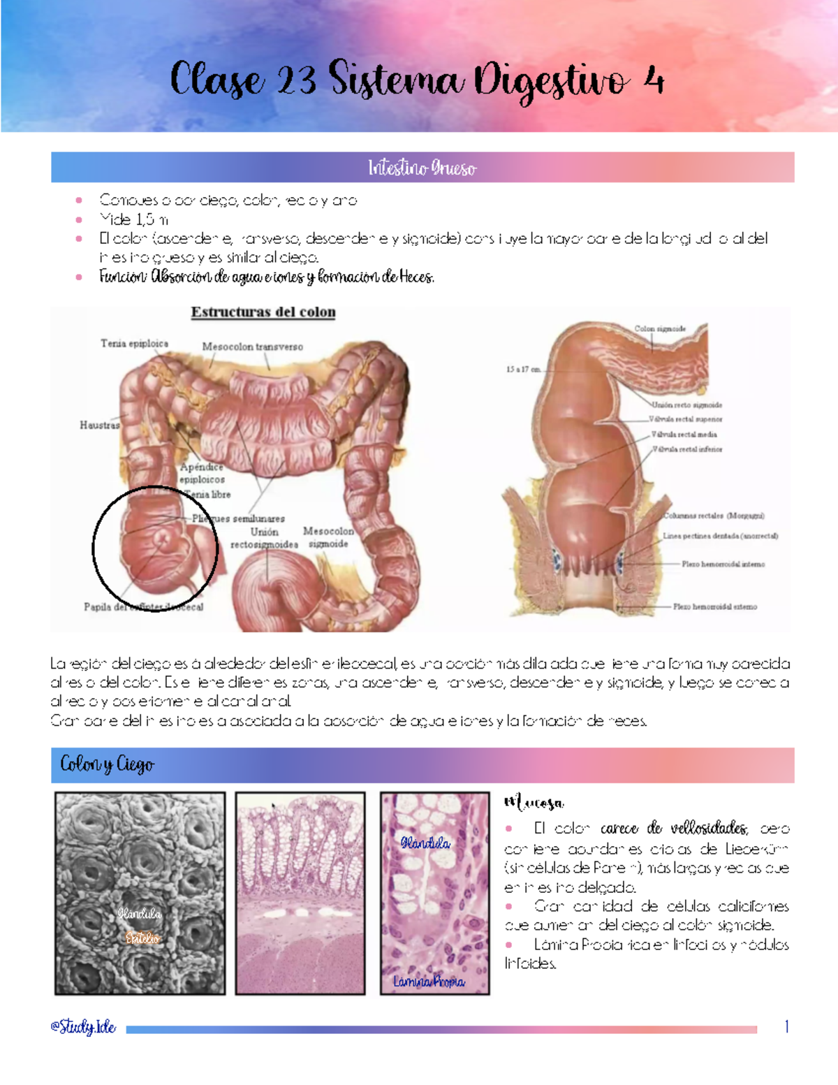 Clase 23 Digestivo 4 - Clase 23 Sistema Digestivo 4 Compuesto por ciego ...