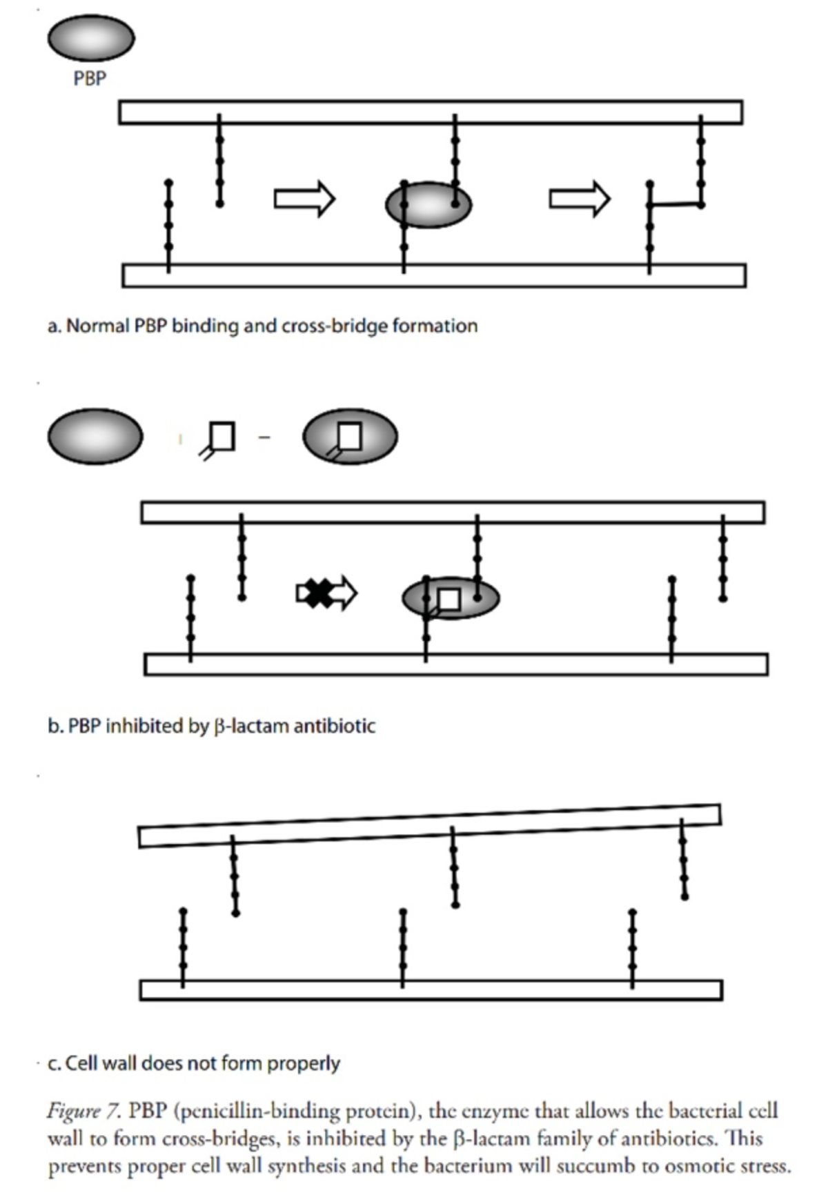 Fig 7 and 8 of antibiotic resistance - PBP a. Normal PBP binding and formation b. PBP inhibited ...