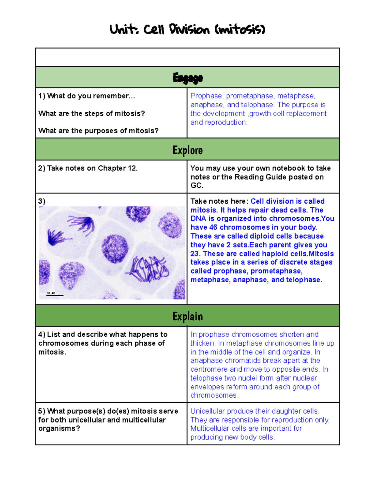 Unit Cell Division (mitosis) Hyperdoc - Unit: Cell Division (mitosis ...