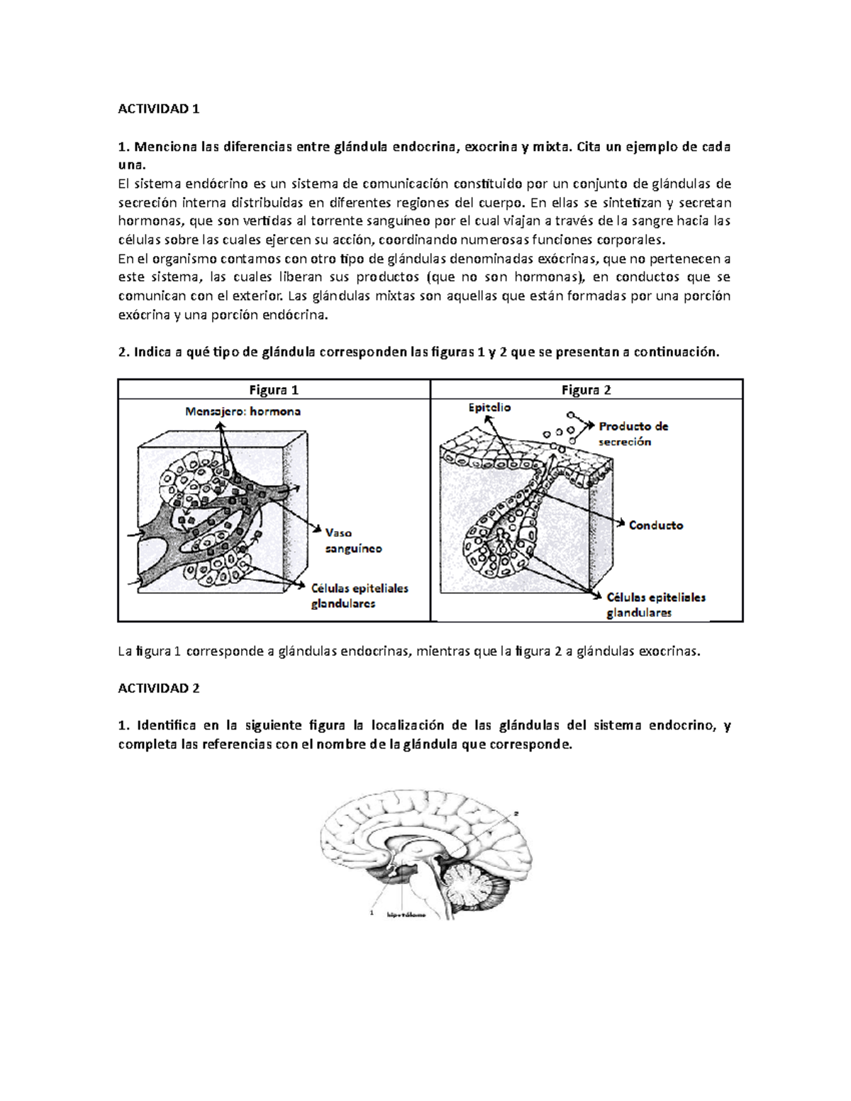 GUIA TP N9 - ACTIVIDAD 1 1. Menciona las diferencias entre glándula ...