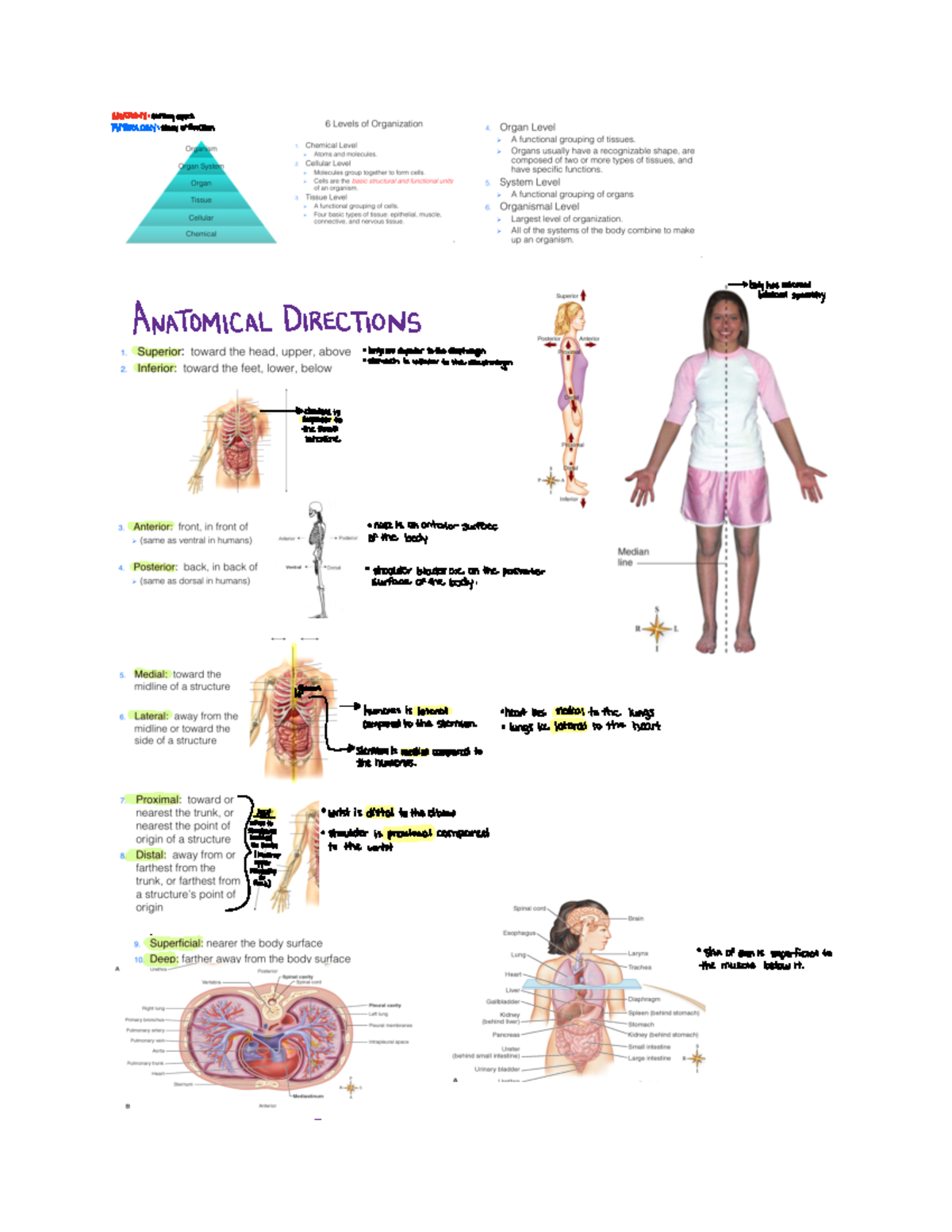 Anatomy Midterm Review - ANAT 1002 - Studocu
