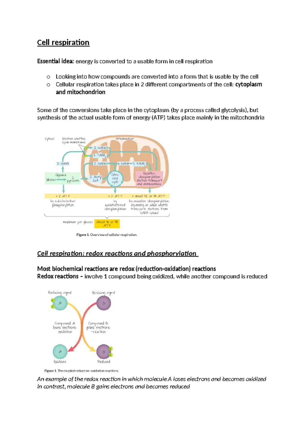8.2 Cell respiration - notes for biology - Cell respiration Essential ...