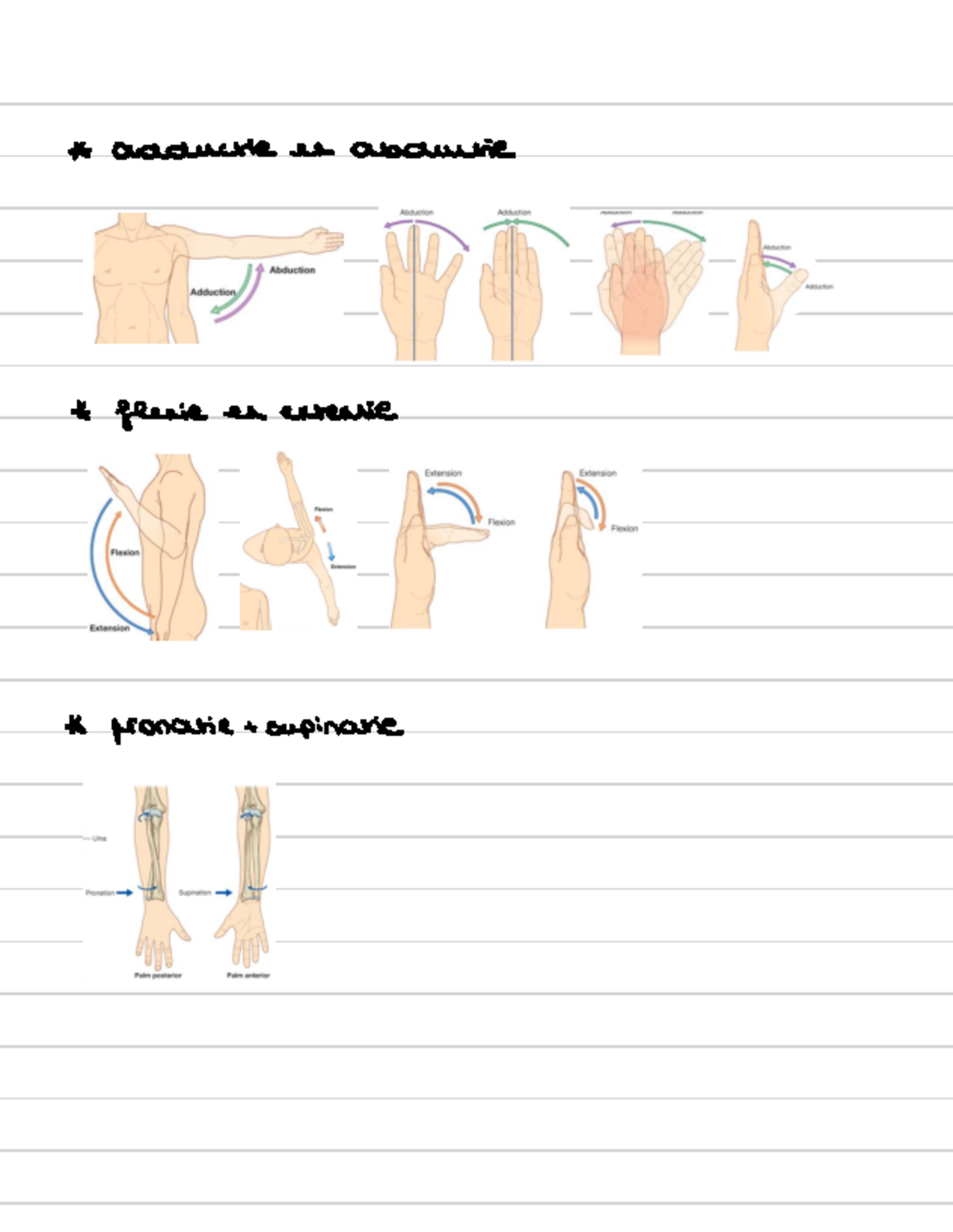 Samenvatting neurovasculair bovenlichaam - A adductie en abductie ...
