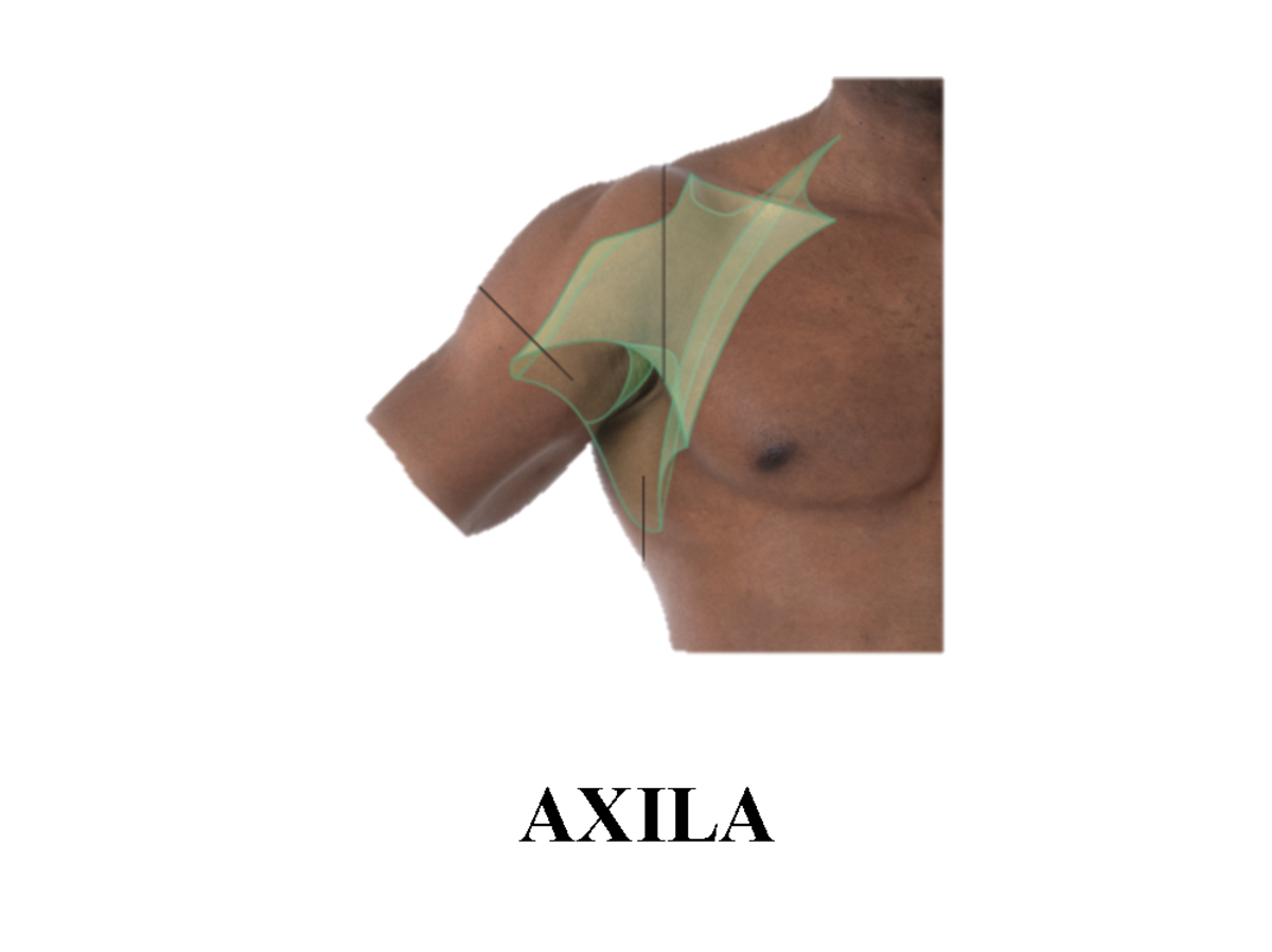 Axila - AXILA AXILA Es la puerta de entrada al miembro superior. Todas ...