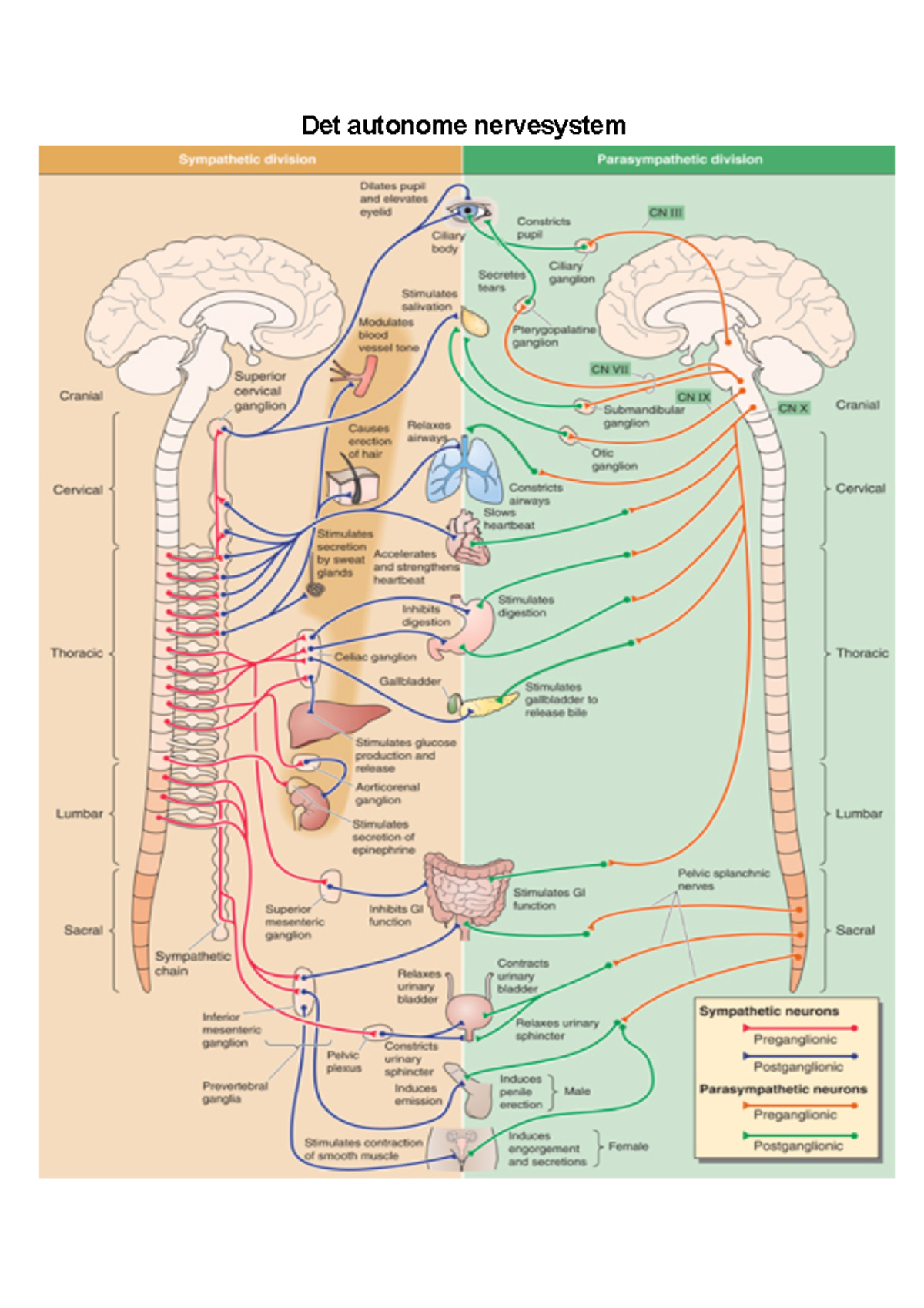 ANS copy - Det autonome nervesystem Det autonome nervesystem (Det ...