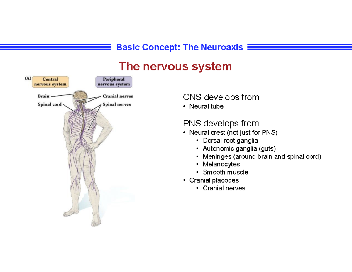 Topic 10 basis concepts neuroaxis 2021 fall - CNS develops from •Neural ...