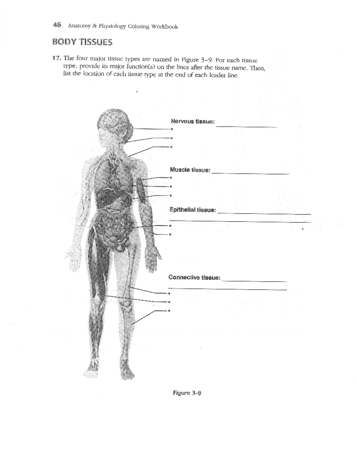 Chapter 4 Tissue Review - 46 Anatomy Physiology Coloring Workbook BODY ...