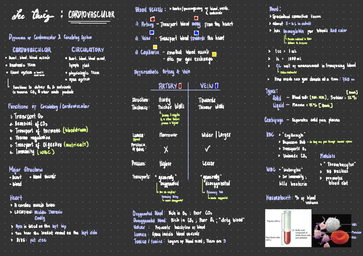 Cardio notes Anaphy - Blood vessels : Routes blood, waste Blood: Sec ...