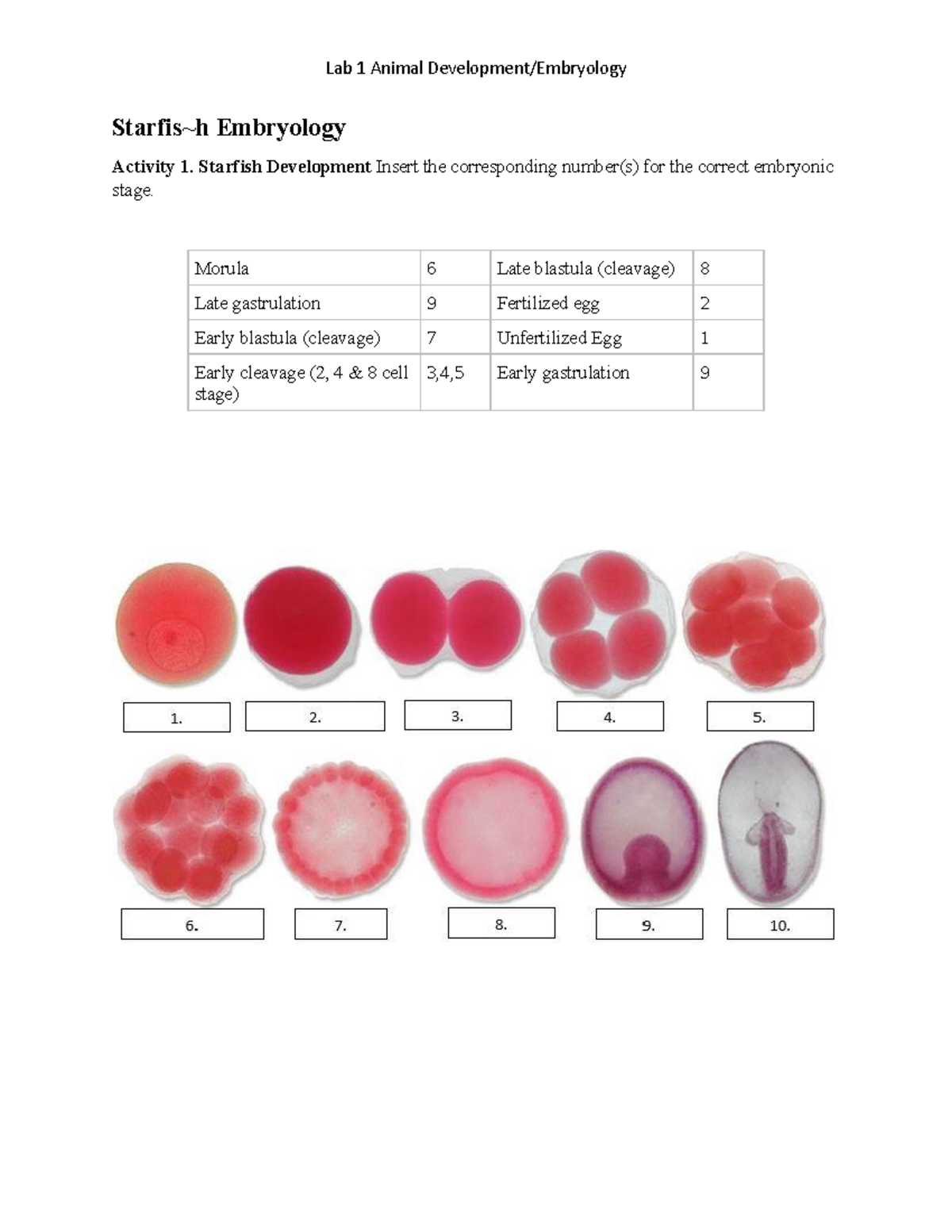Animal Development Submition - Starfis~h Embryology Activity 1 ...