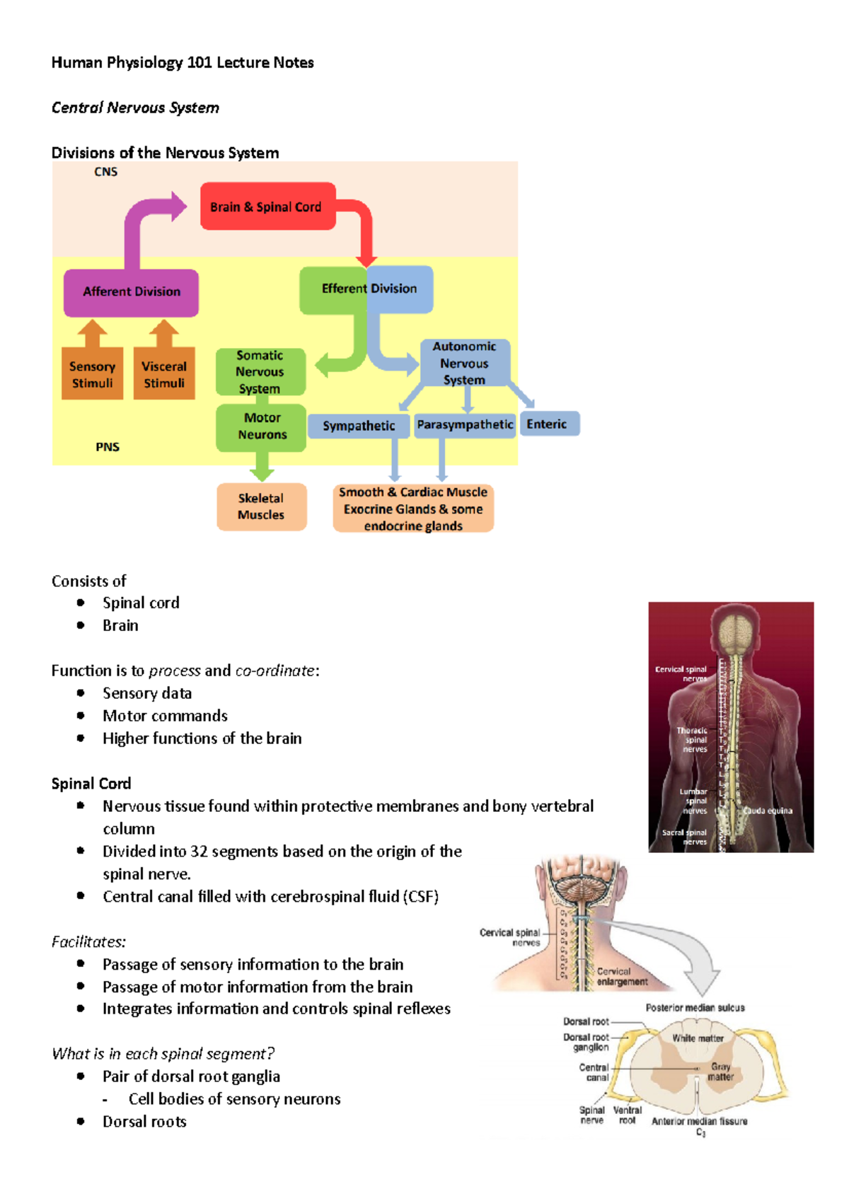 Physiology 101 Lecture Notes 2020 - Human Physiology 101 Lecture Notes ...