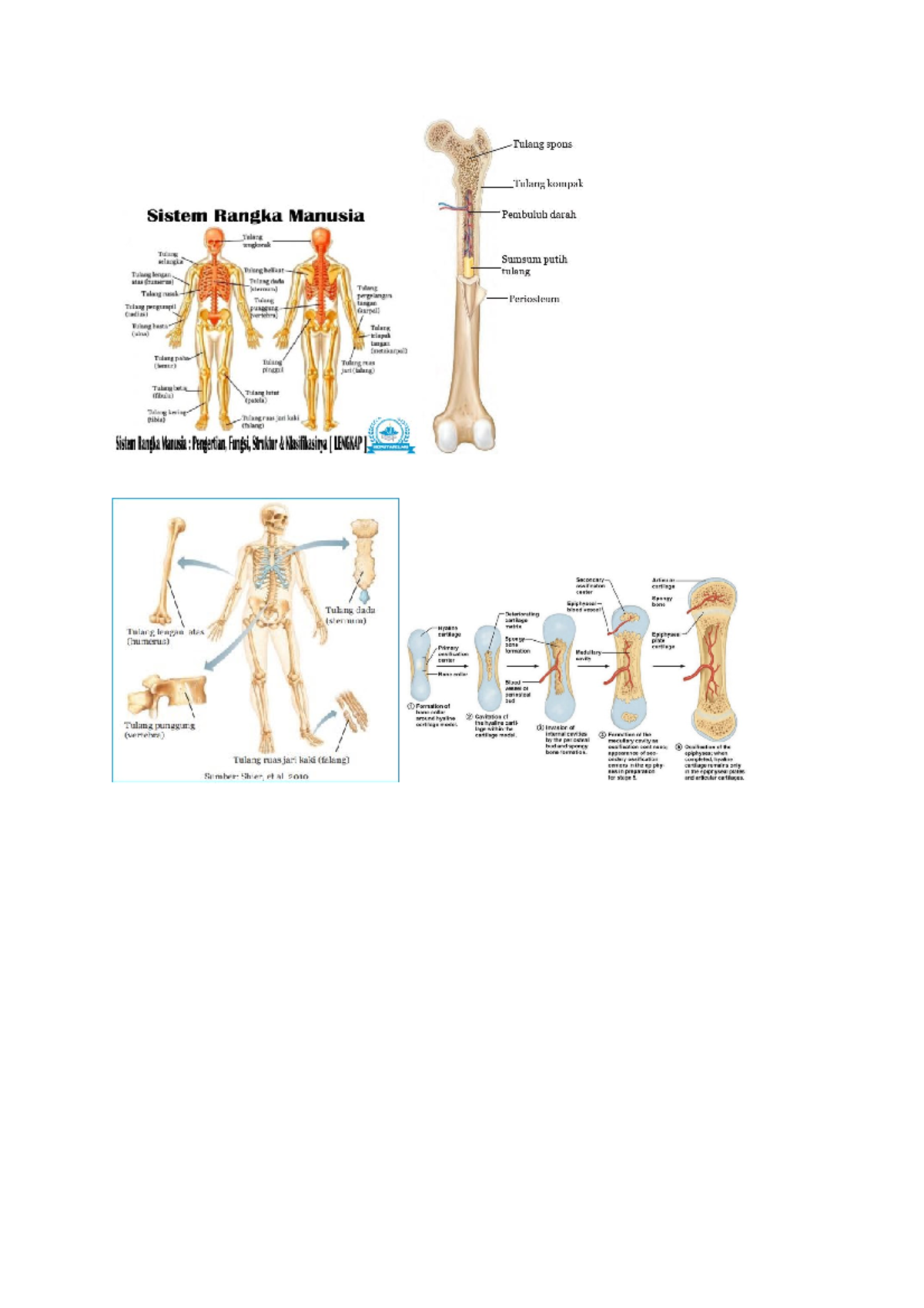 Tulang Belulang - svss - matematika dan ipa - Studocu
