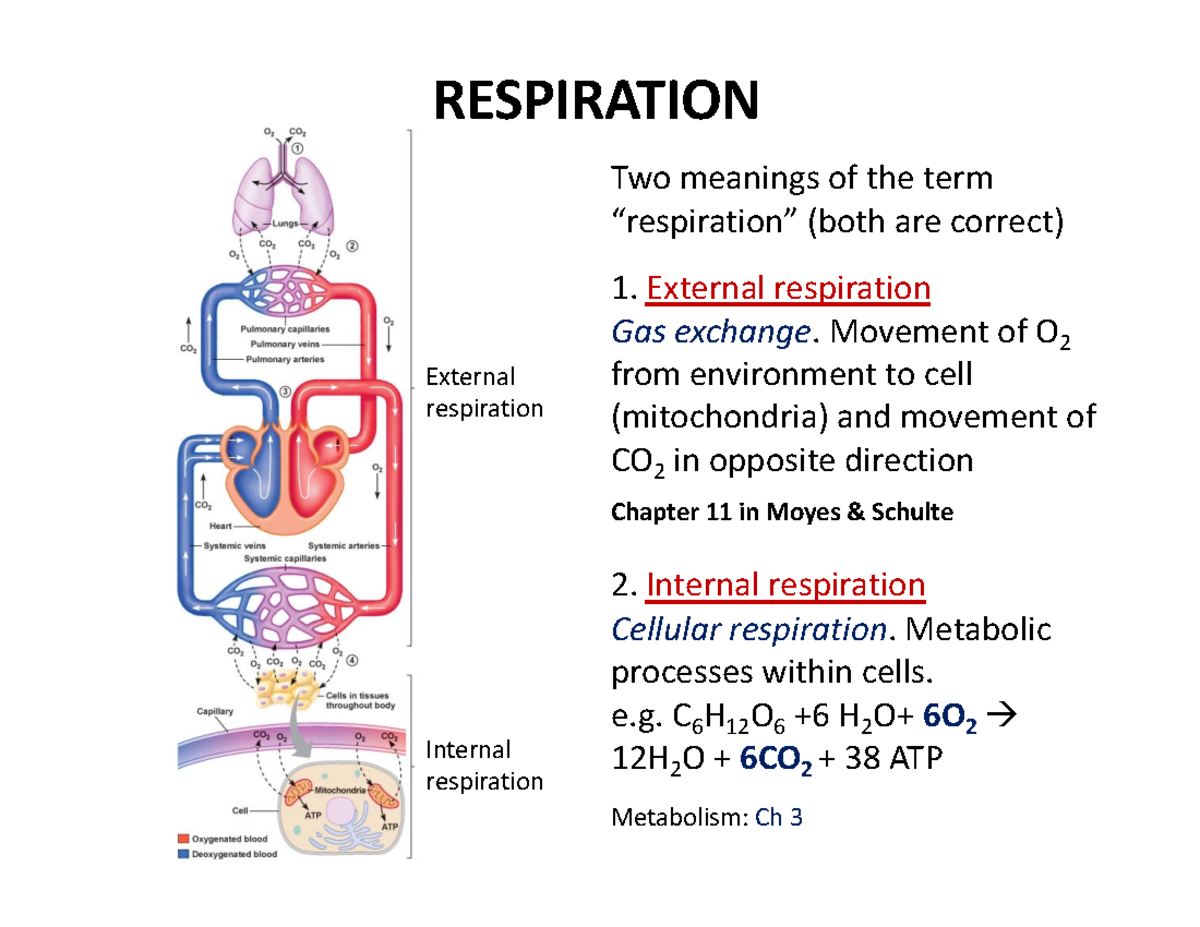 Bio2A03-09A-Respiratory Physiology 1 - Internal respiration Cellular ...