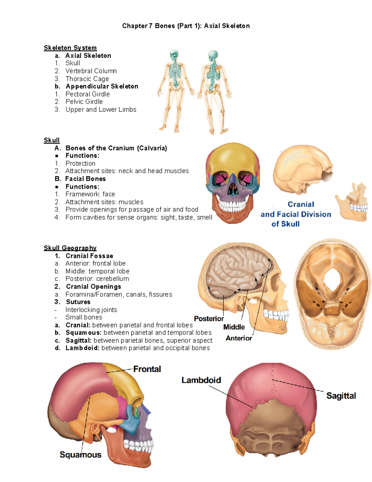 BIOL 4 Ch 7 Bones Pt 1 Axial Skeleton Chapter 7 Bones Part 1