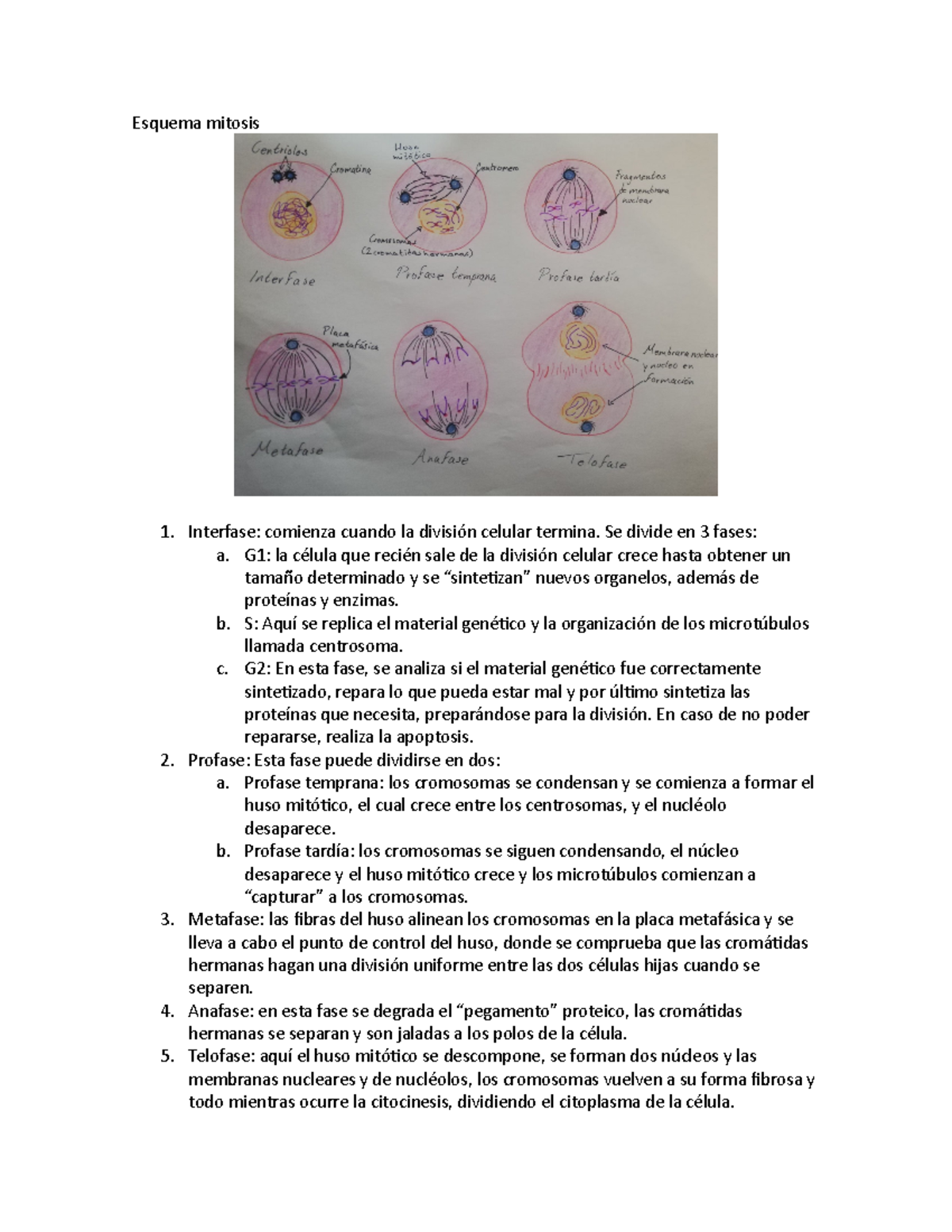 Esquema del ciclo de la mitosis - Esquema mitosis Interfase: comienza ...
